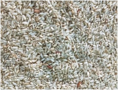 Recent GI registrations in India (From the East) - R K Dewan - Patent ...